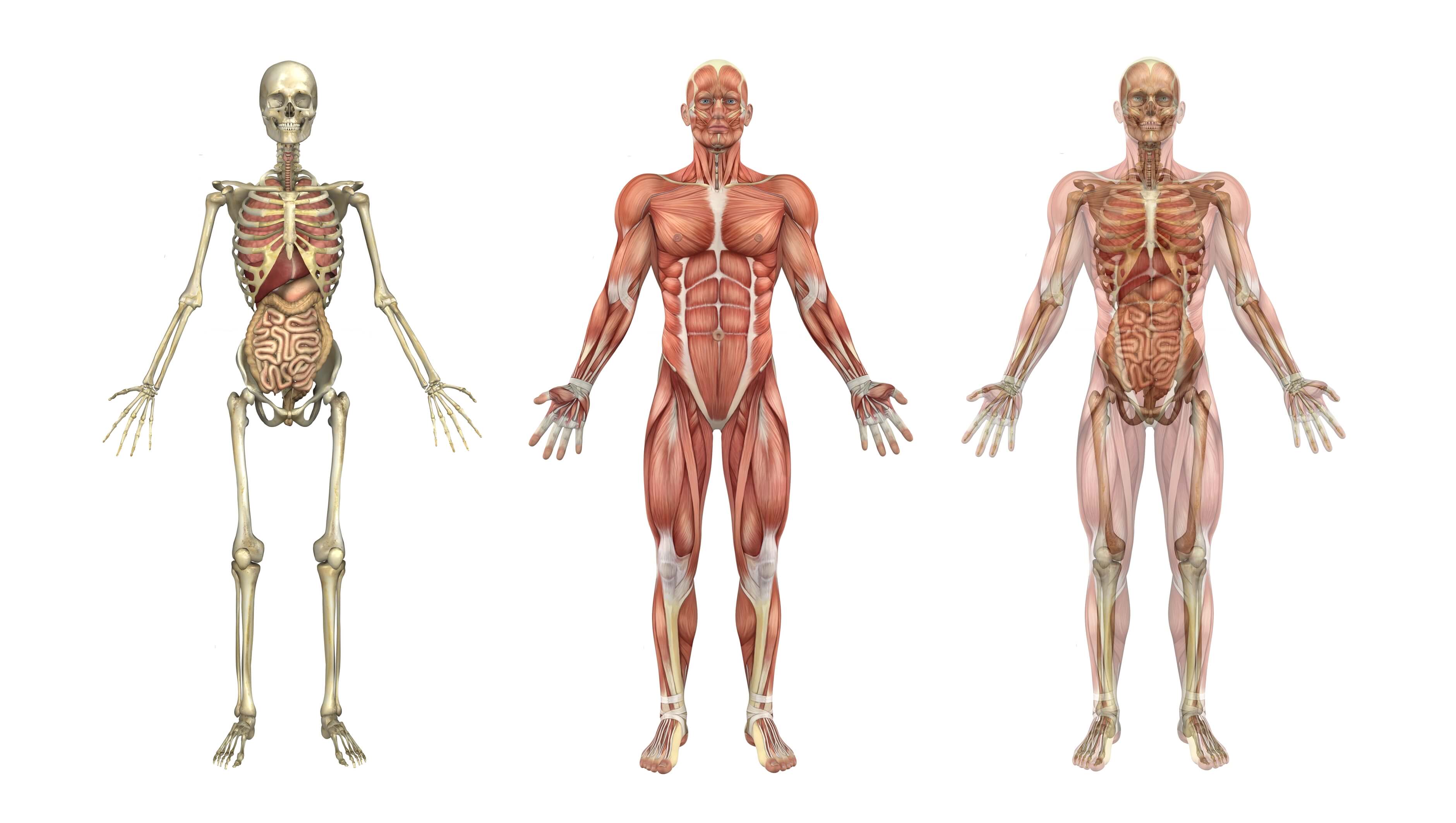 Muscles and bones illustration for kids tag human anatomy muscles and